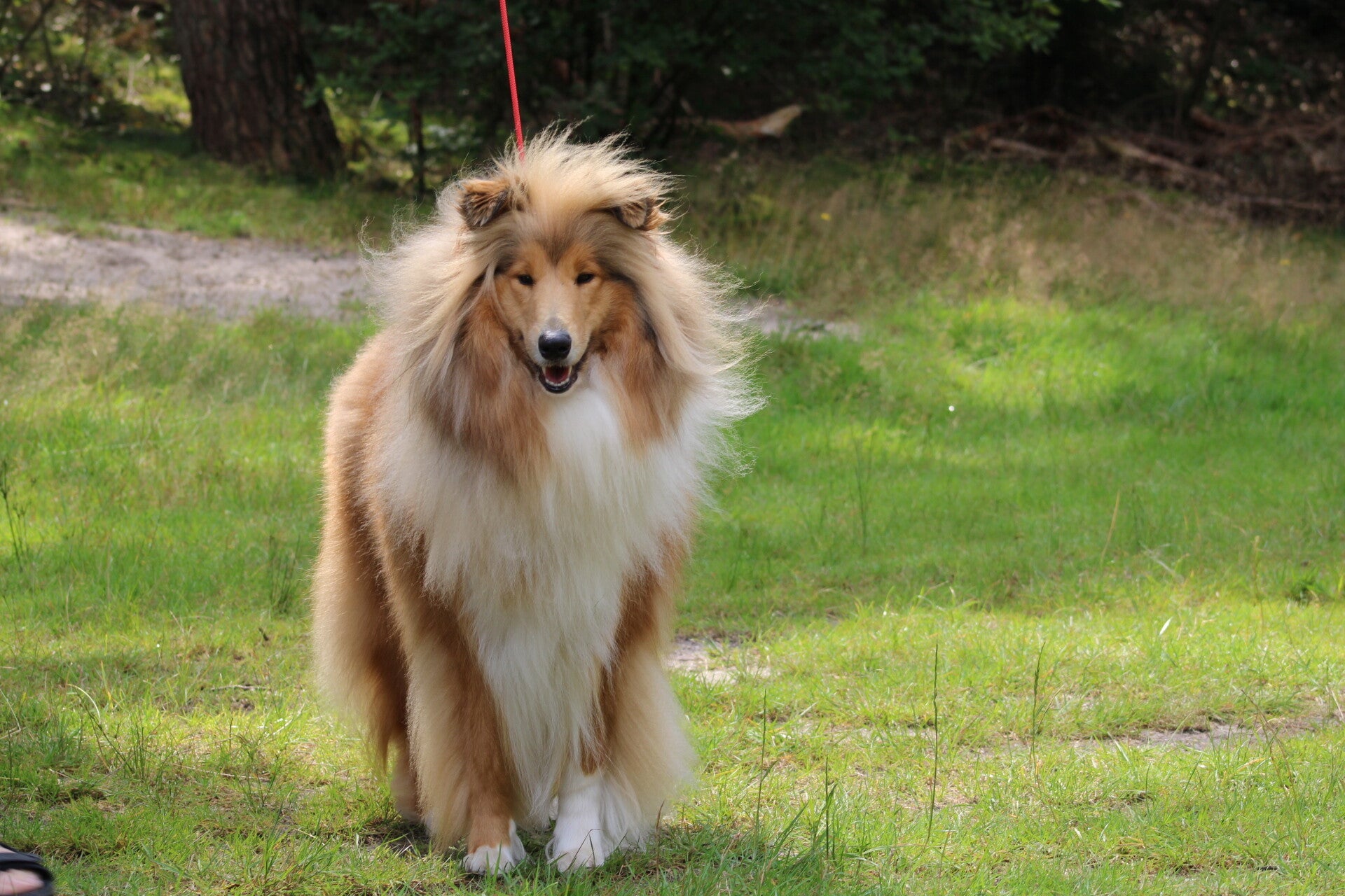 Rhodé | Collies of Isoldalma’s Joy