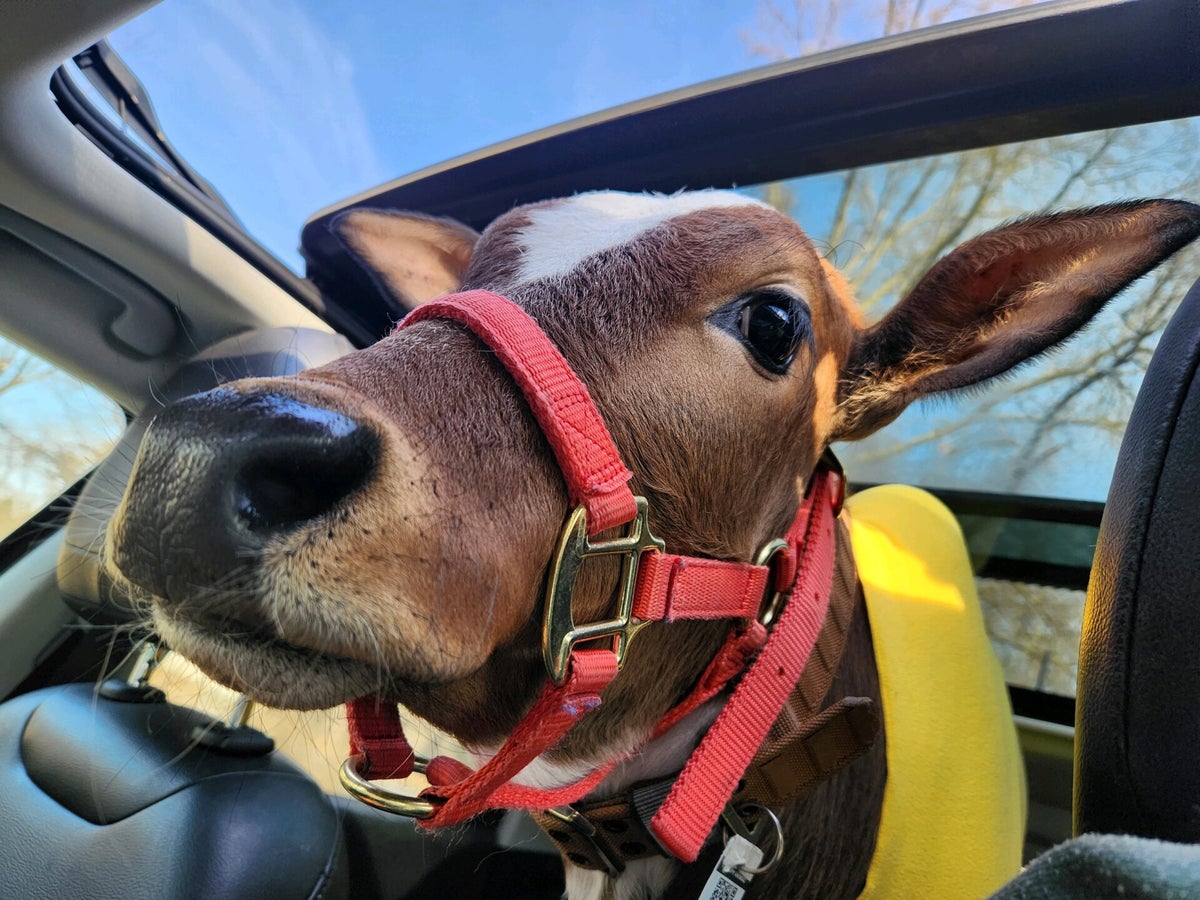 My Story | Gus the Bus