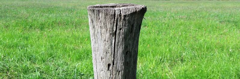 De pispaal--------- | Inktzwammen