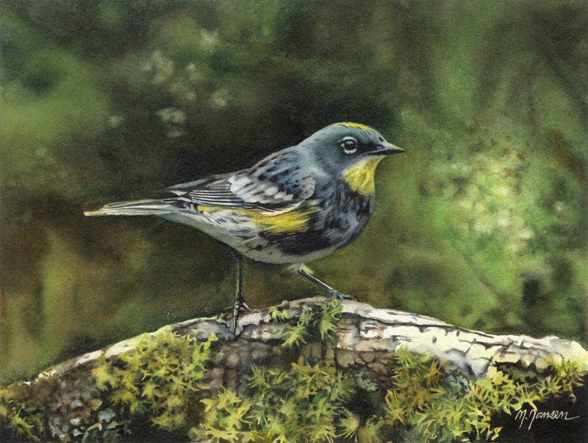 Butterbutt / Gallery | Mary Jansen Watercolors