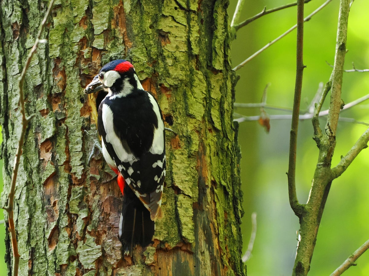 Sachsen Reise – Natur, Wandern & Artenvielfalt zwischen Elbsandstein ...