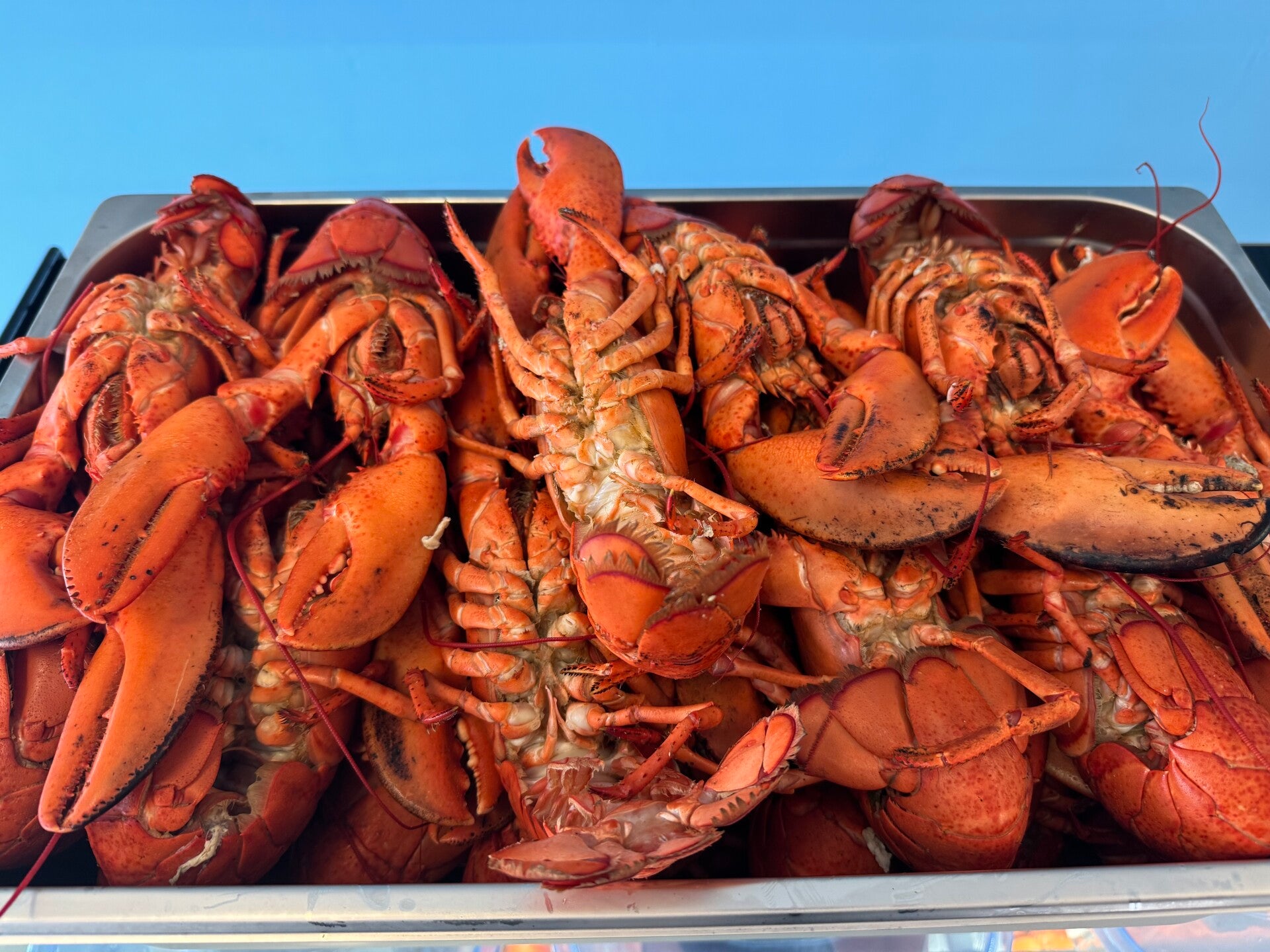 PEI Lobster and Oysters