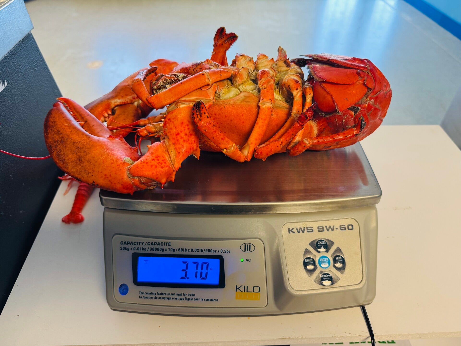 PEI Lobster and Oysters