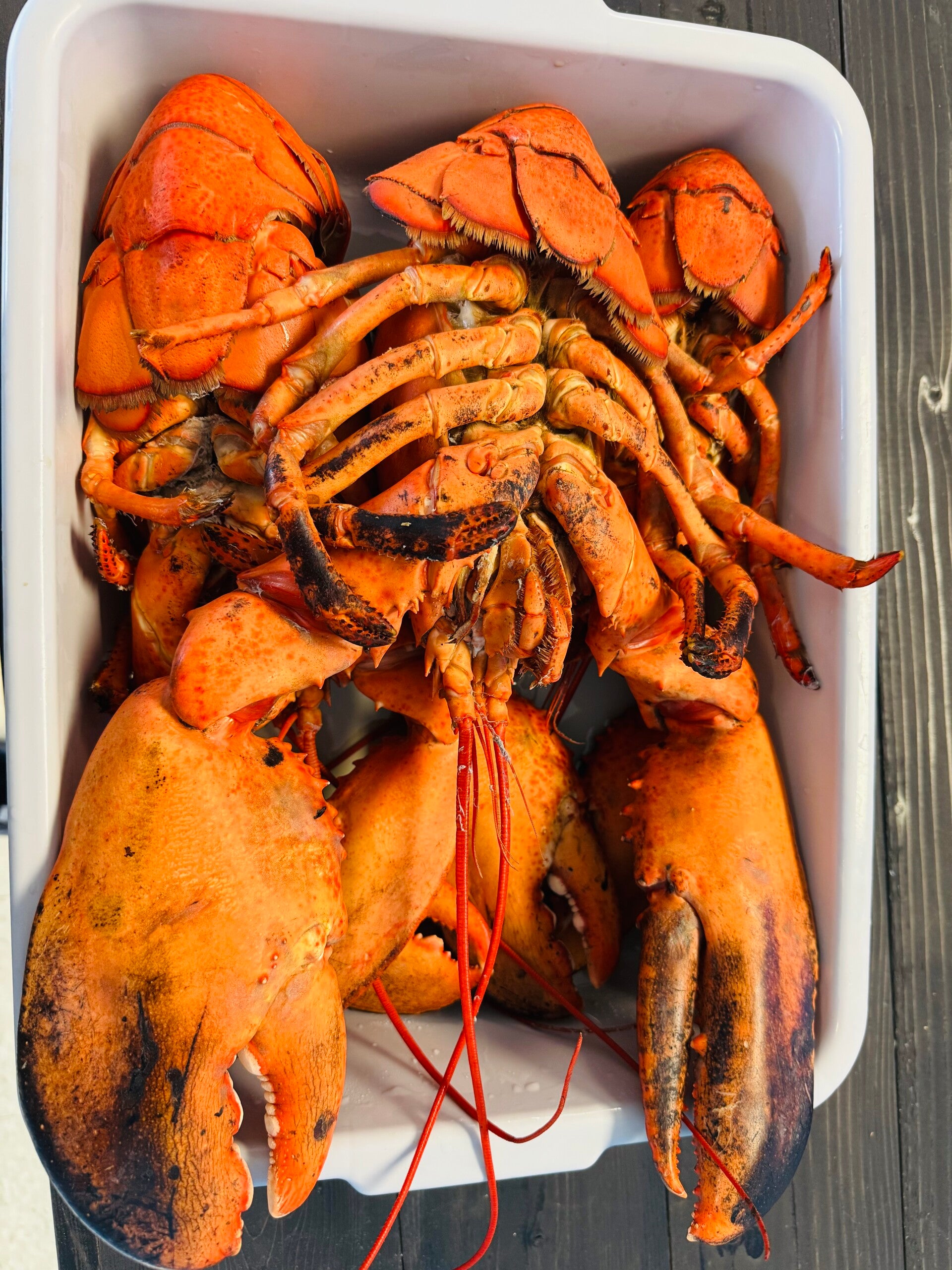 PEI Lobster and Oysters