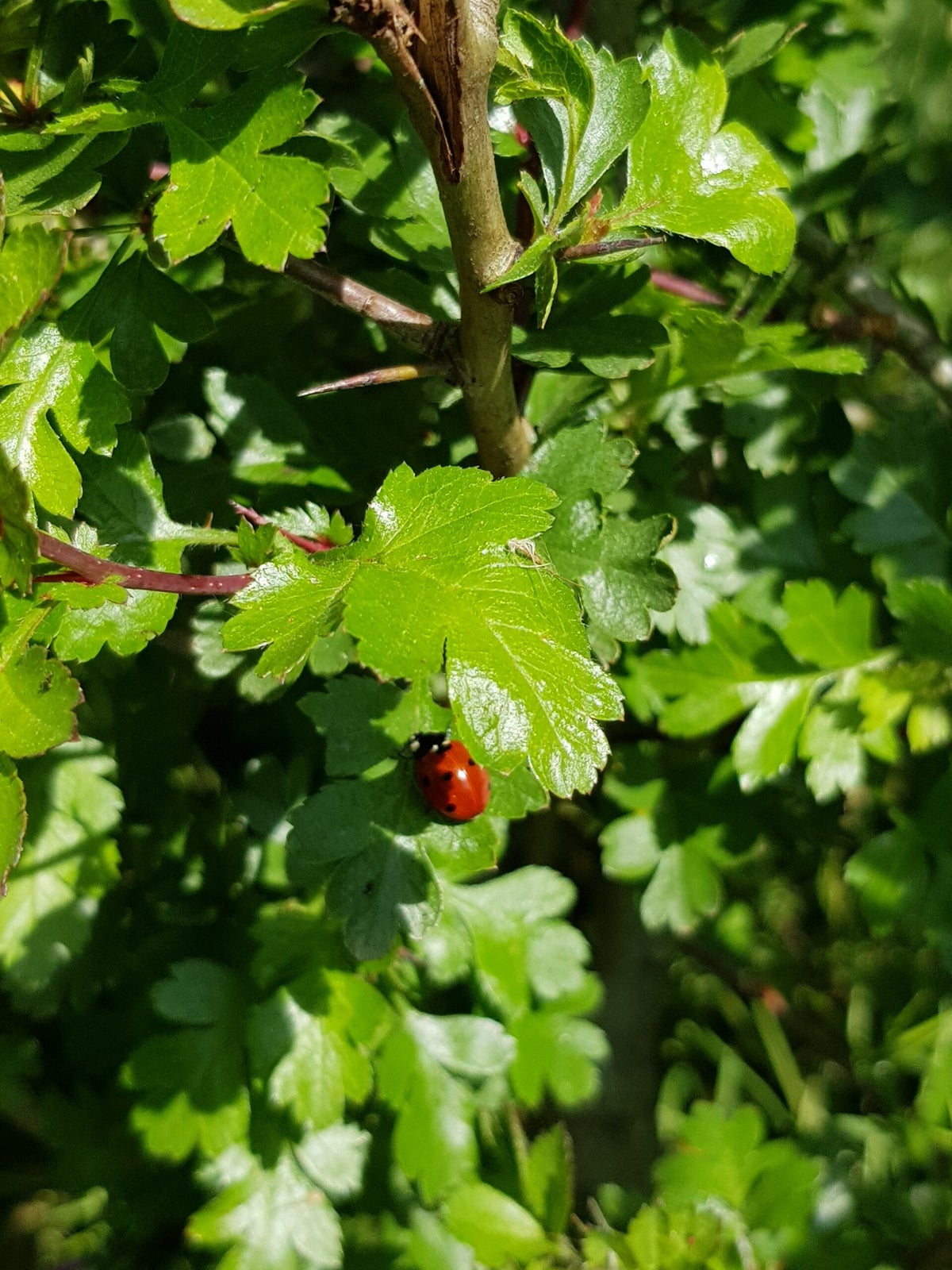 Meidoorn, vriend van je hart / blog | Manawe - natuurlijk nu