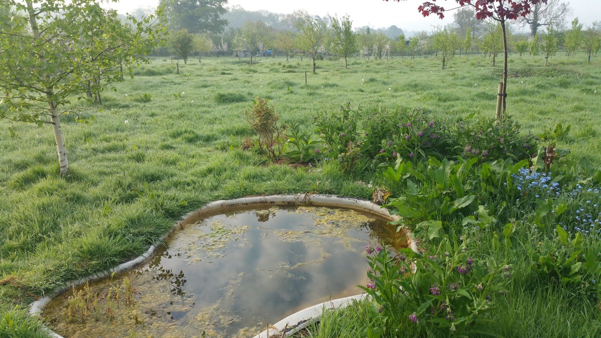 The Wildlife Pond Results | Five acres forest school Claverley Shropshire