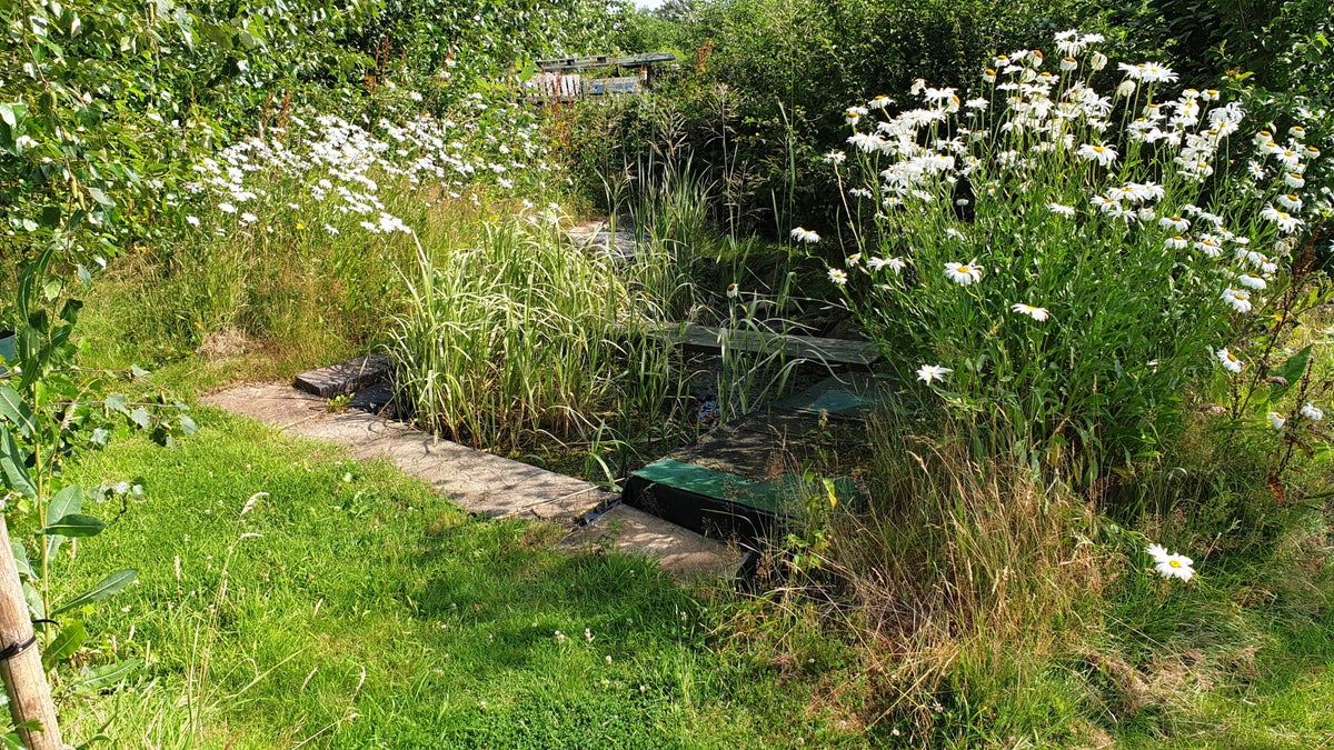 The Wildlife Pond Results | Five acres forest school Claverley Shropshire