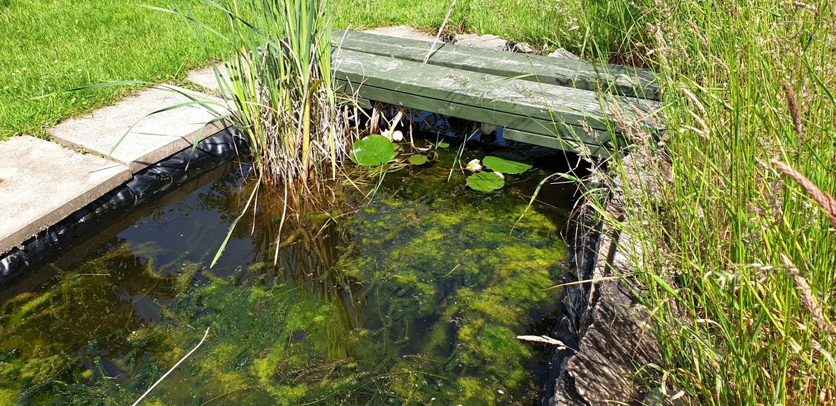 The Wildlife Pond Results | Five acres forest school Claverley Shropshire