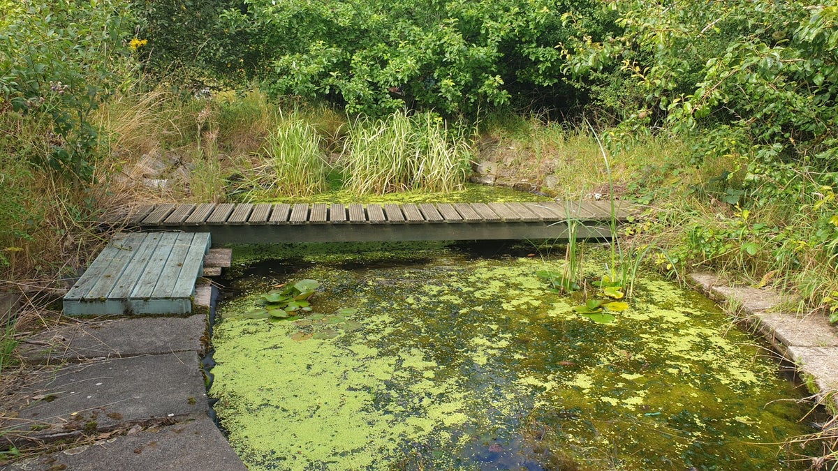 The Wildlife Pond Results | Five acres forest school Claverley Shropshire