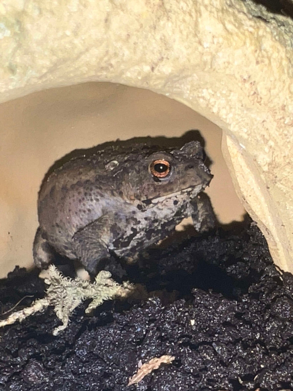 Care Guide - Common Toad / Reptiles & amphibians / Care Guides ...