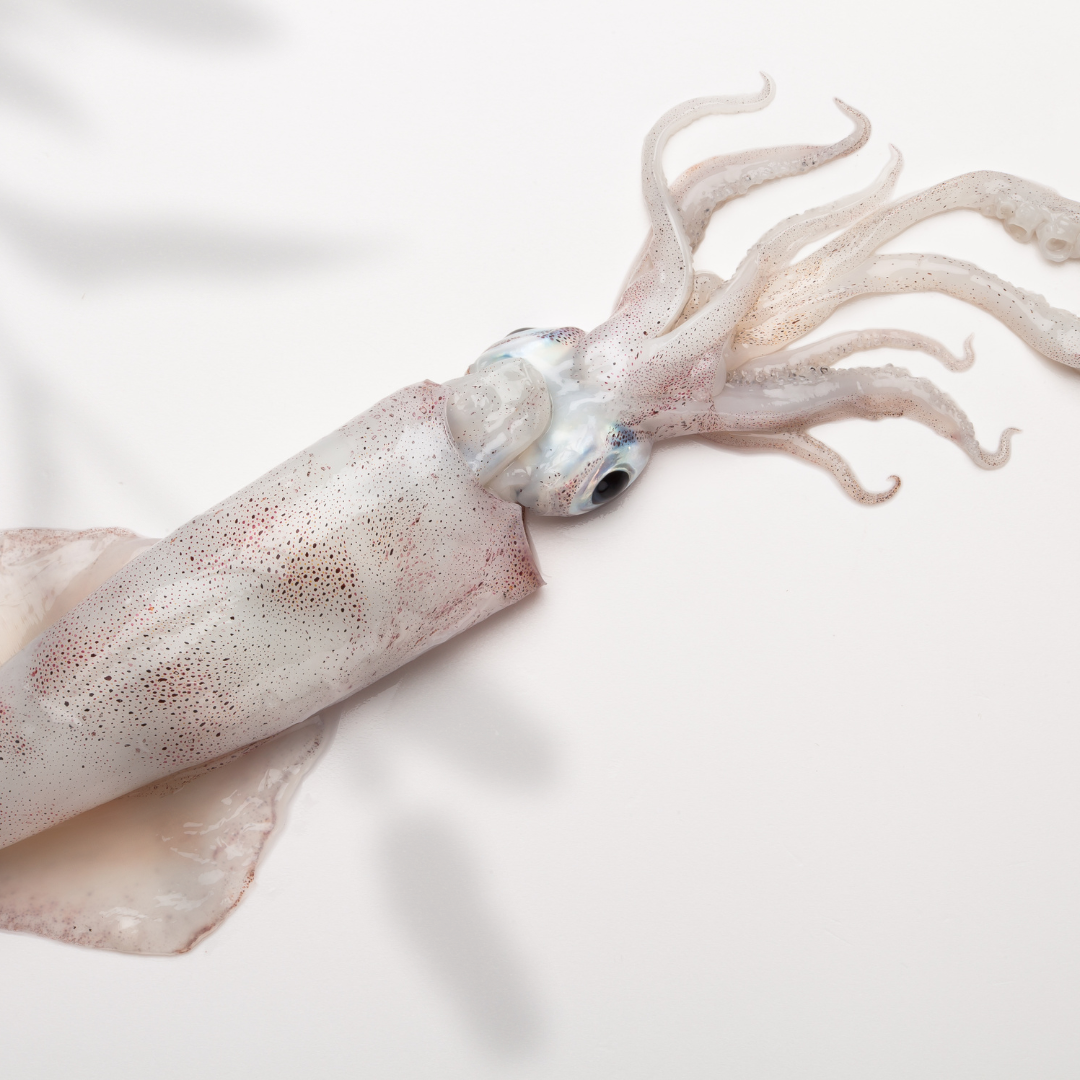 Pijlinktvis (gewicht per stuk ca. 300-500 gram) Let op: prijs is ca ...