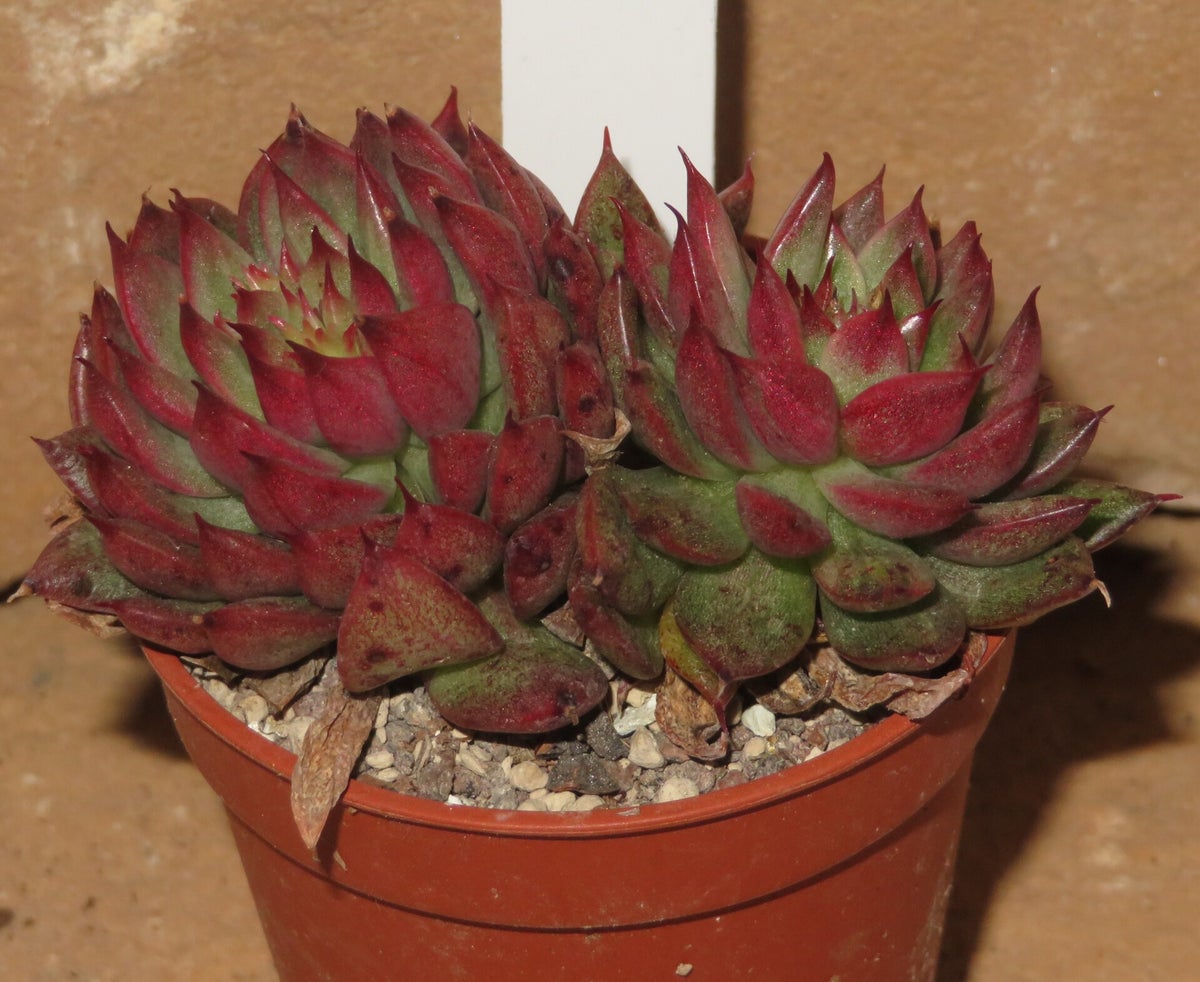 Echeveria agavoides cv RAIN STAR | CULTURE PLANTS