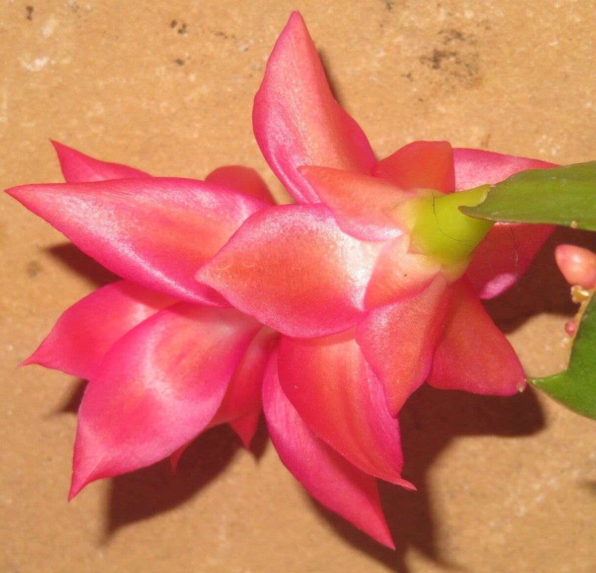 Schlumbergera cv Thor Kiri / SCHLUMBERGERA CV / SHOP | CULTURE PLANTS