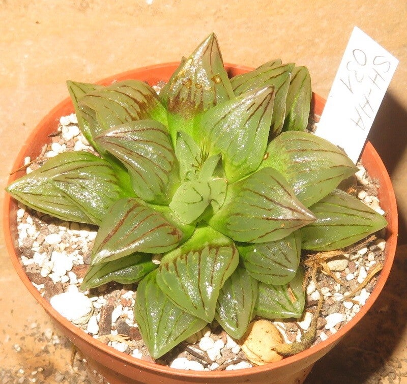 Haworthia magnifica v. Atrofusca cv Mutant Watermelon | CULTURE PLANTS