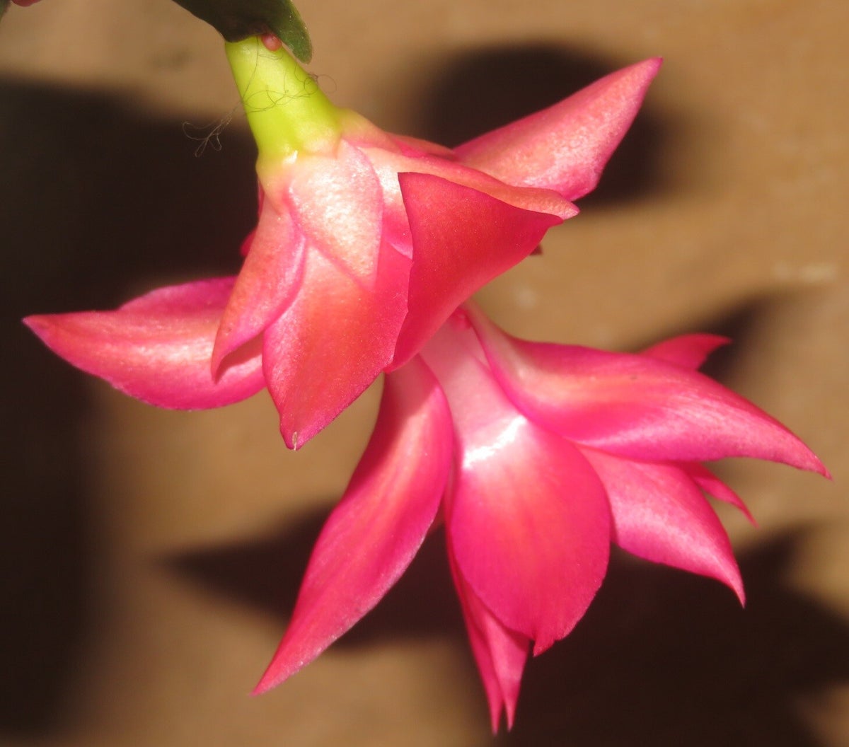 Schlumbergera cv Thor Kiri / SCHLUMBERGERA CV / SHOP | CULTURE PLANTS