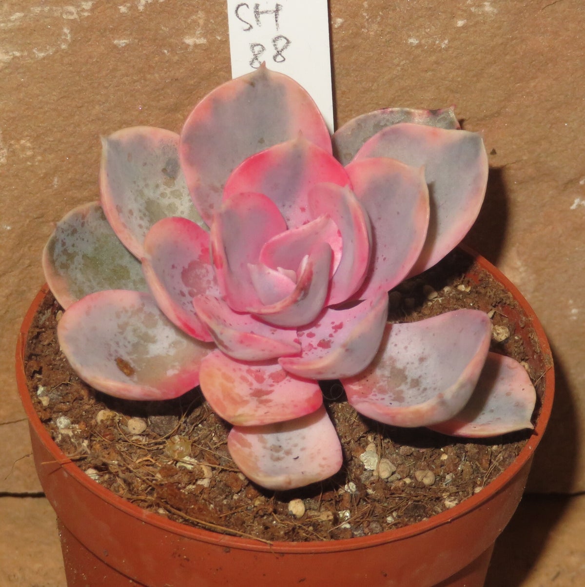 Echeveria cv Rainbow variegata | CULTURE PLANTS