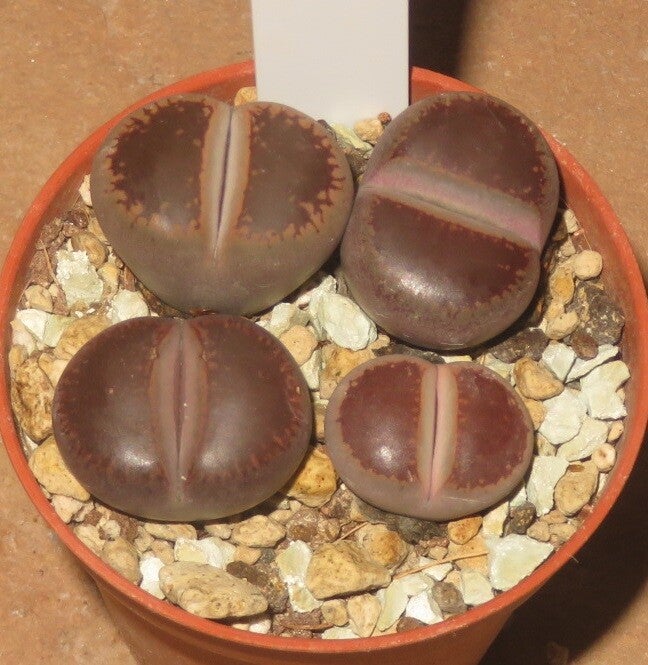 Lithops aucampiae KO from Kokerboom | CULTURE PLANTS