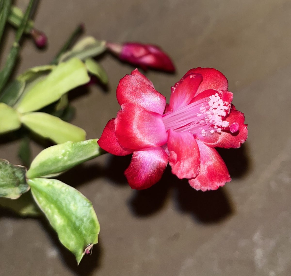SCHLUMBERGERA CV CUTTING / SHOP | CULTURE PLANTS