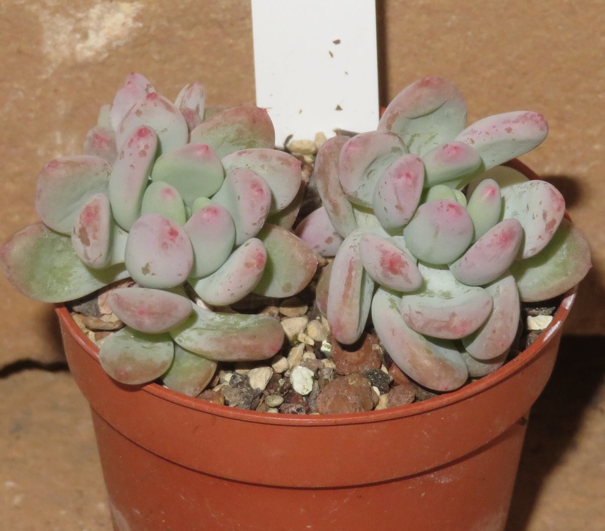 Sedum cv Morning Star | CULTURE PLANTS