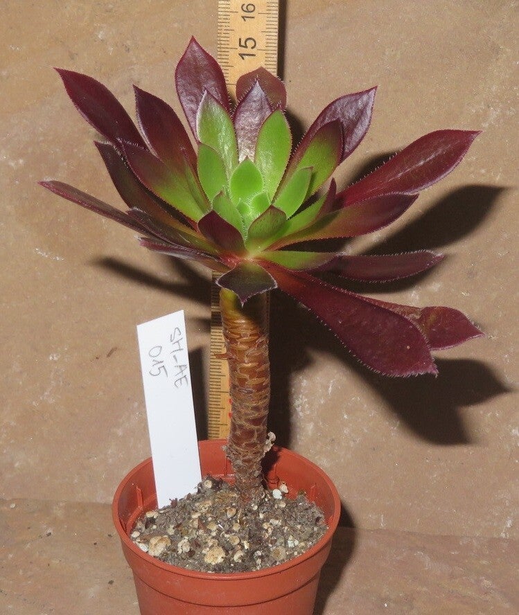 Aeonium simsii x Schwarzkopf cv Black Magic | CULTURE PLANTS