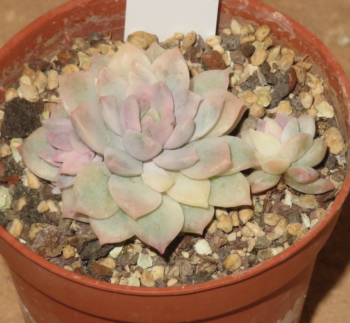 Echeveria prolifica variegata | CULTURE PLANTS