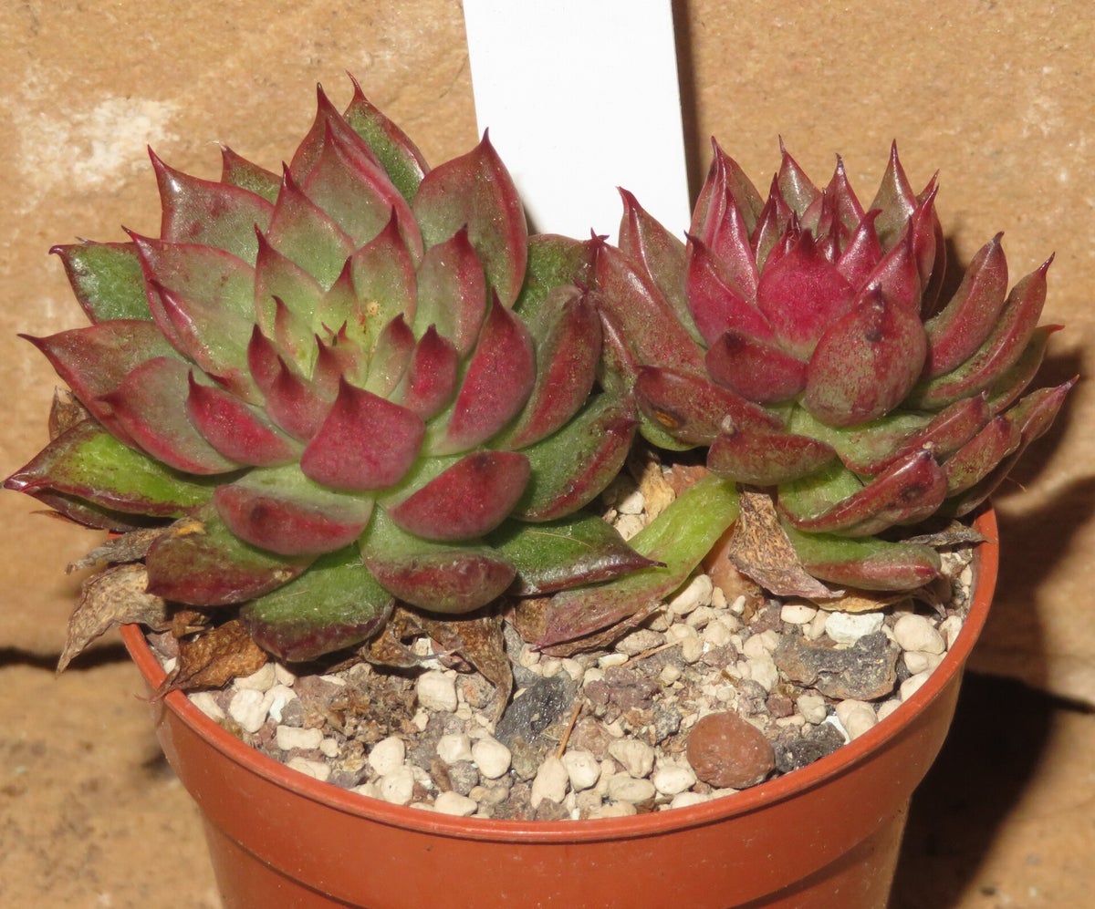 Echeveria agavoides cv RAIN STAR | CULTURE PLANTS