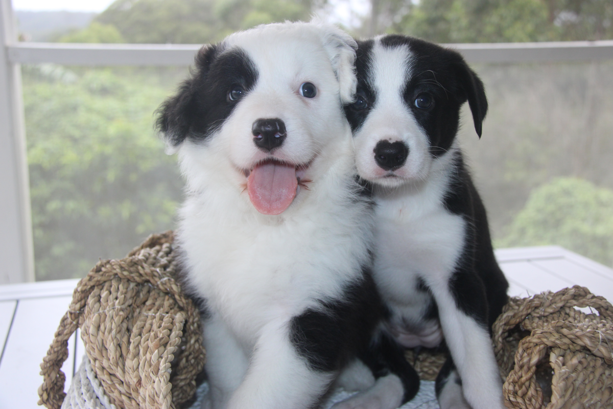 Winston Border Collies