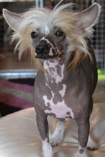 Teven | ria's pride / chinese crested dog