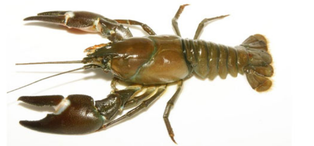 Wat voor soorten rivierkreeften zijn er? | rivierkreeftje