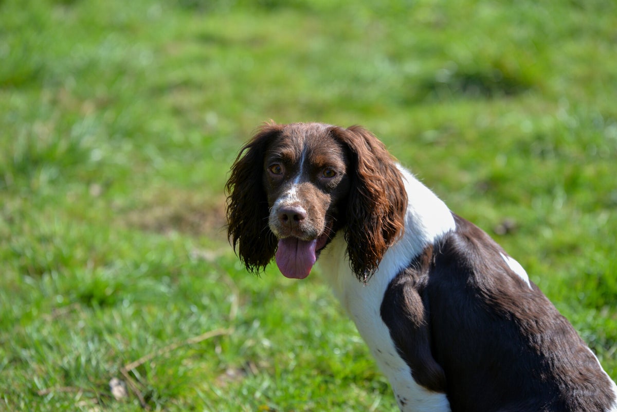 De engelse springer spaniel | engelsespringerspaniel-vantkluisbos.be