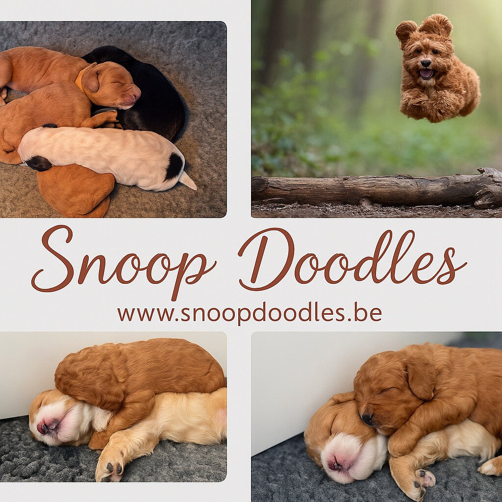 Labradoodle tips & informatie – Blog | SnoopDoodles
