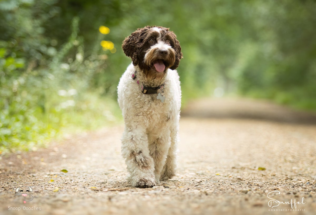 COOKIE / MET PENSIOEN / DOODLE DAMES | Snoopdoodles