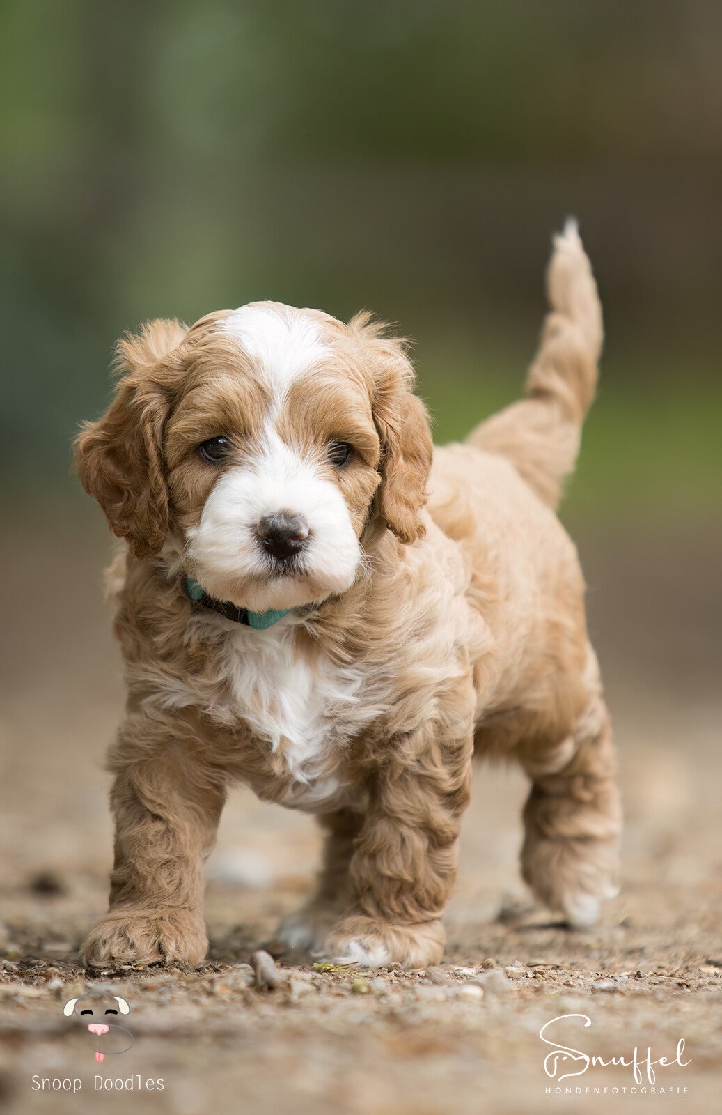Australian Labradoodle pups België – Pupinfo | SnoopDoodles