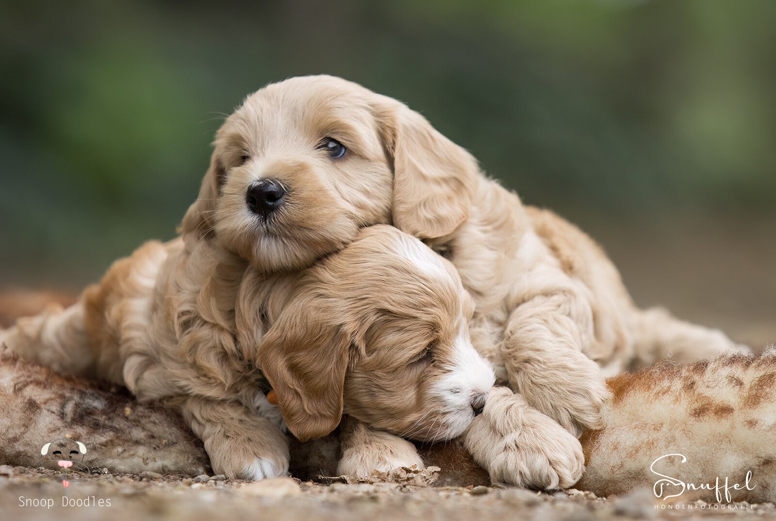 Australian Labradoodle pups België – Pupinfo | SnoopDoodles