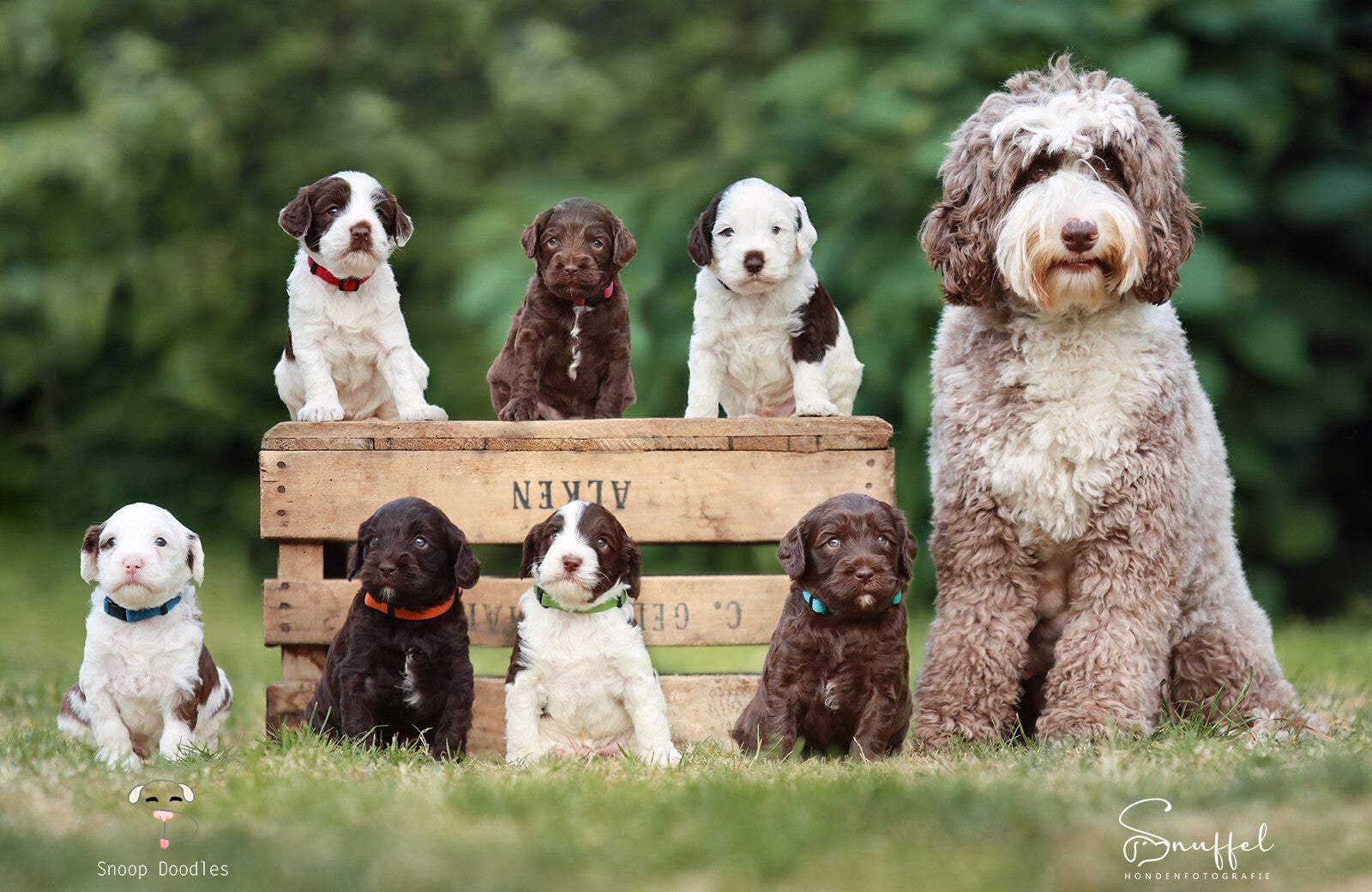 Pup informatie | SnoopDoodles