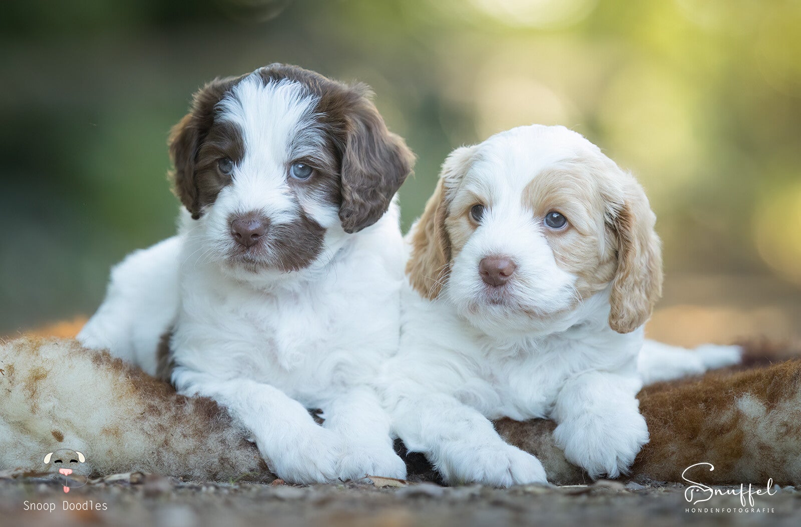 Australian Labradoodle pups België – Pupinfo | SnoopDoodles