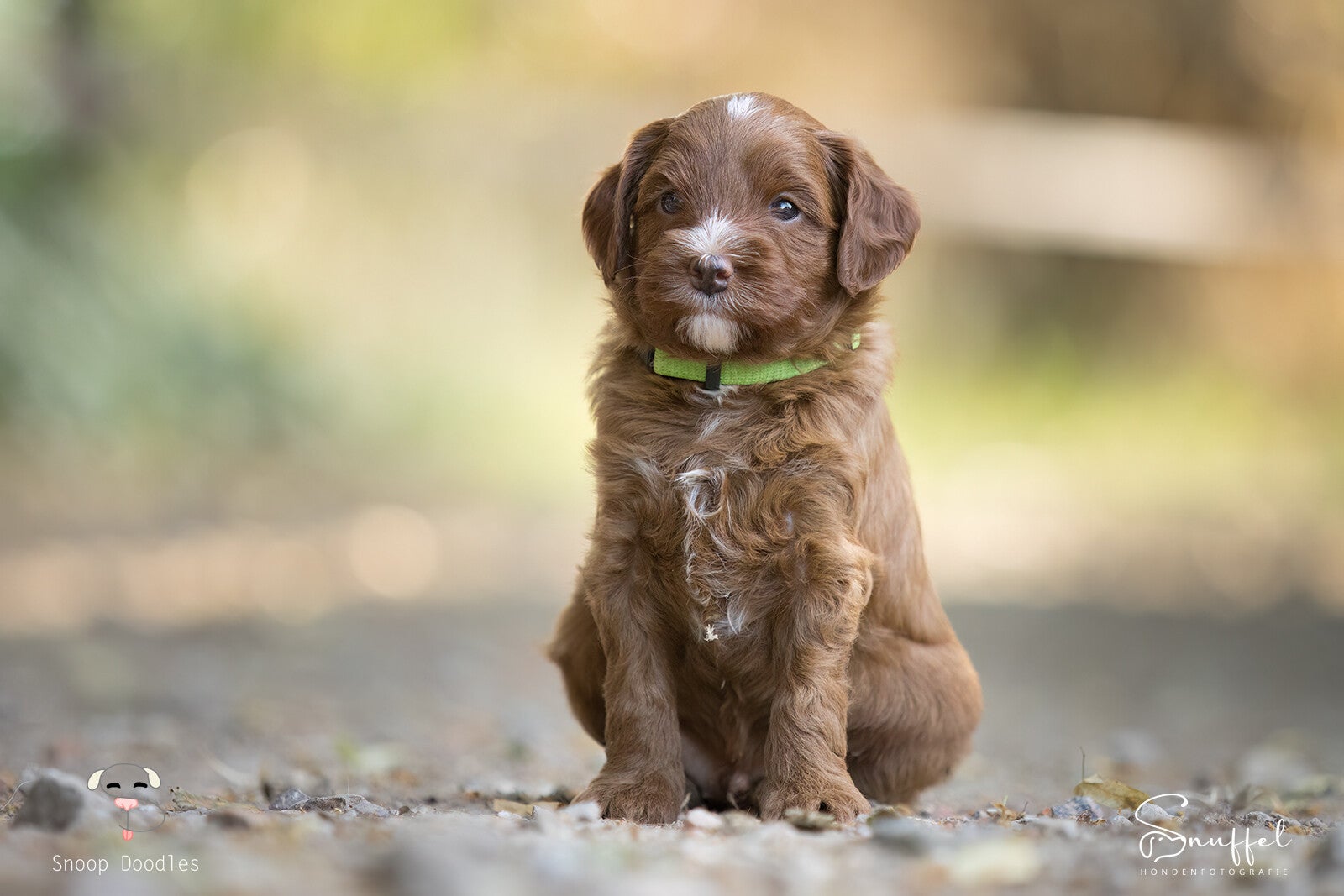 Australian Labradoodle pups België – Pupinfo | SnoopDoodles