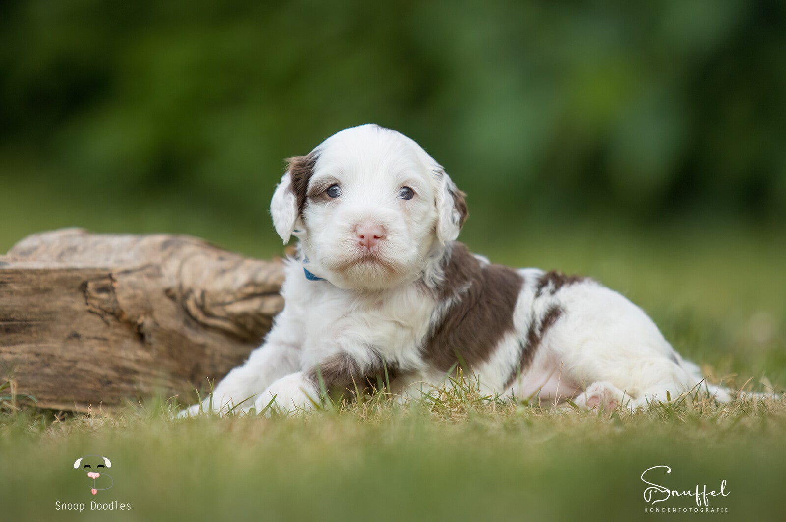 Australian Labradoodle pups België – Pupinfo | SnoopDoodles