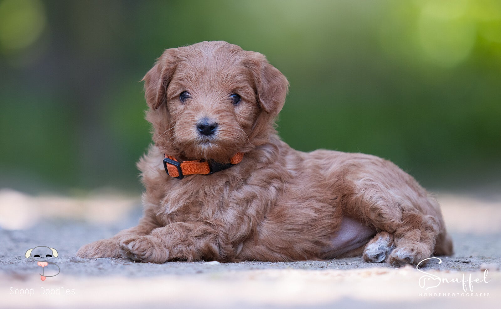 Australian Labradoodle pups België – Pupinfo | SnoopDoodles