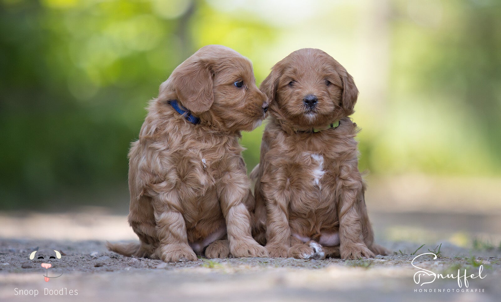 Australian Labradoodle pups België – Pupinfo | SnoopDoodles
