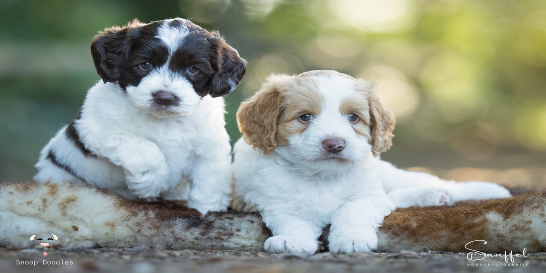 Pup informatie | SnoopDoodles