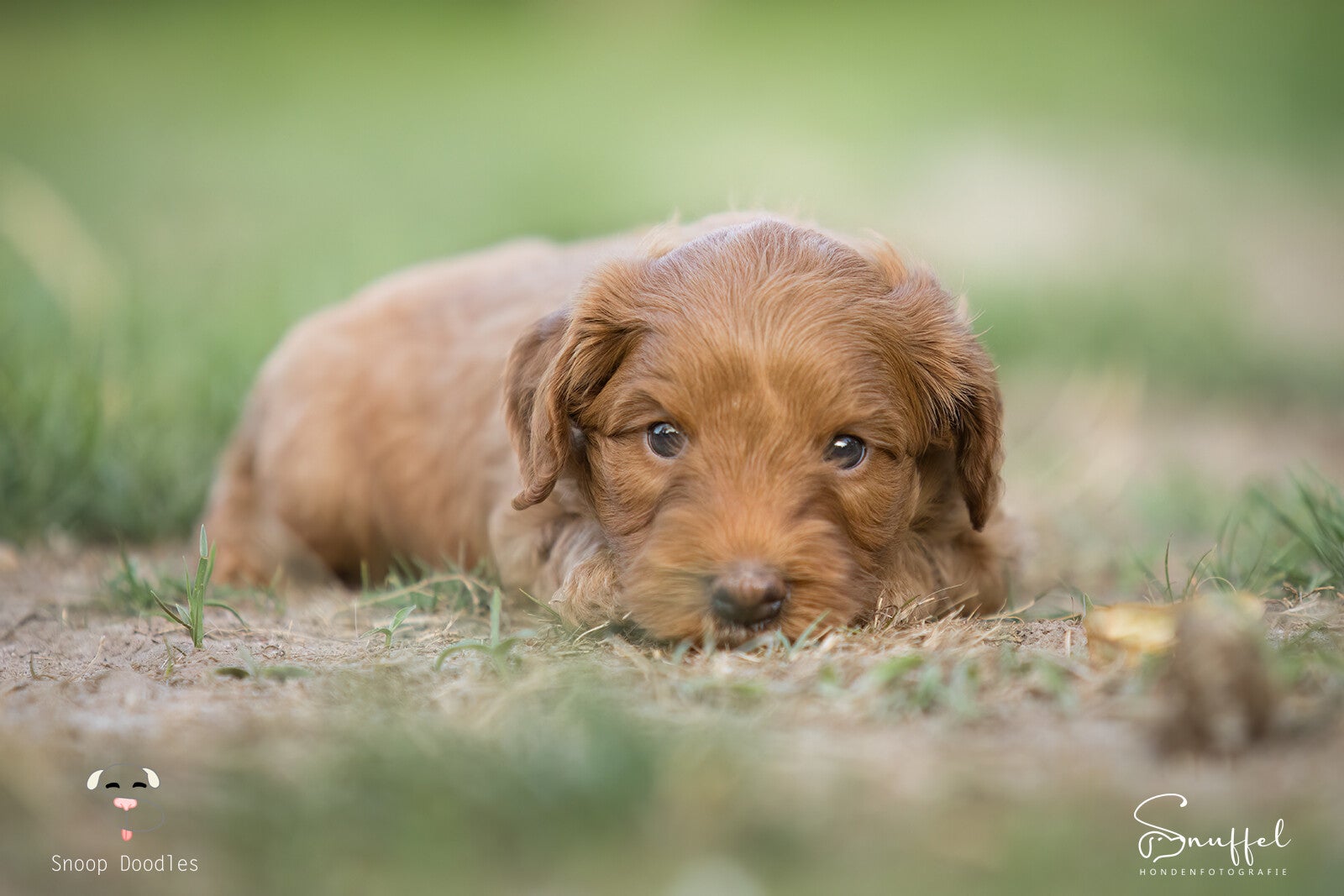 Australian Labradoodle pups België – Pupinfo | SnoopDoodles
