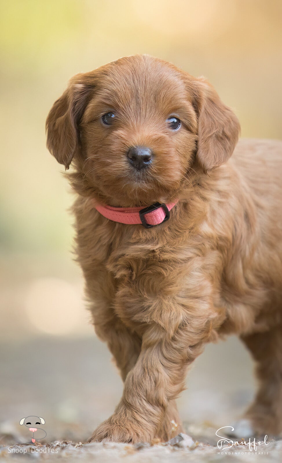 Australian Labradoodle pups België – Pupinfo | SnoopDoodles