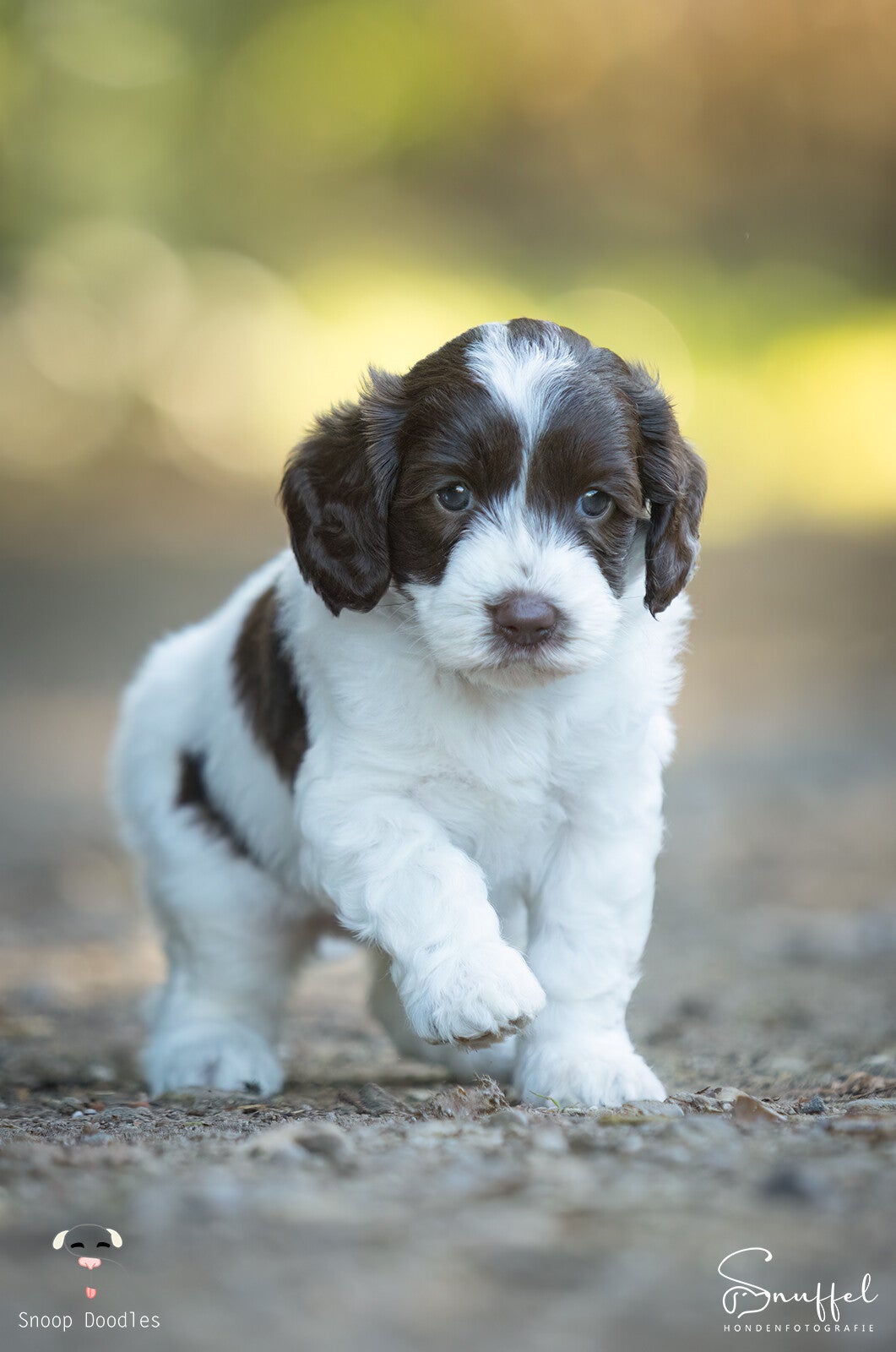 Australian Labradoodle pups België – Pupinfo | SnoopDoodles