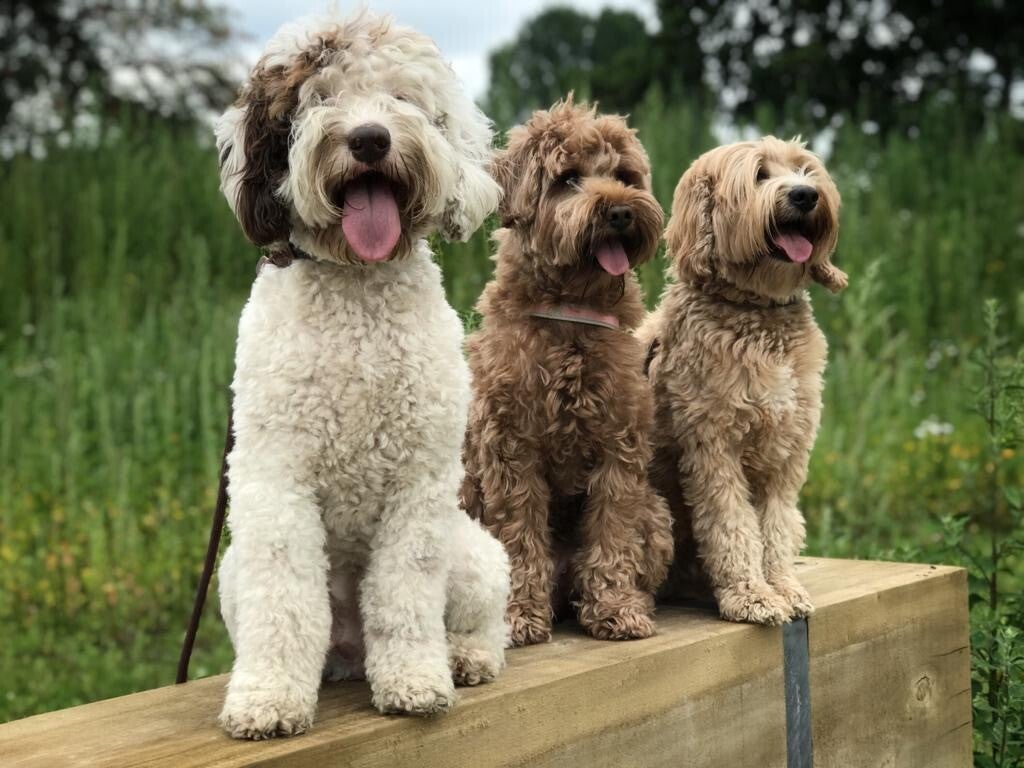 De Australian Labradoodle | SnoopDoodles