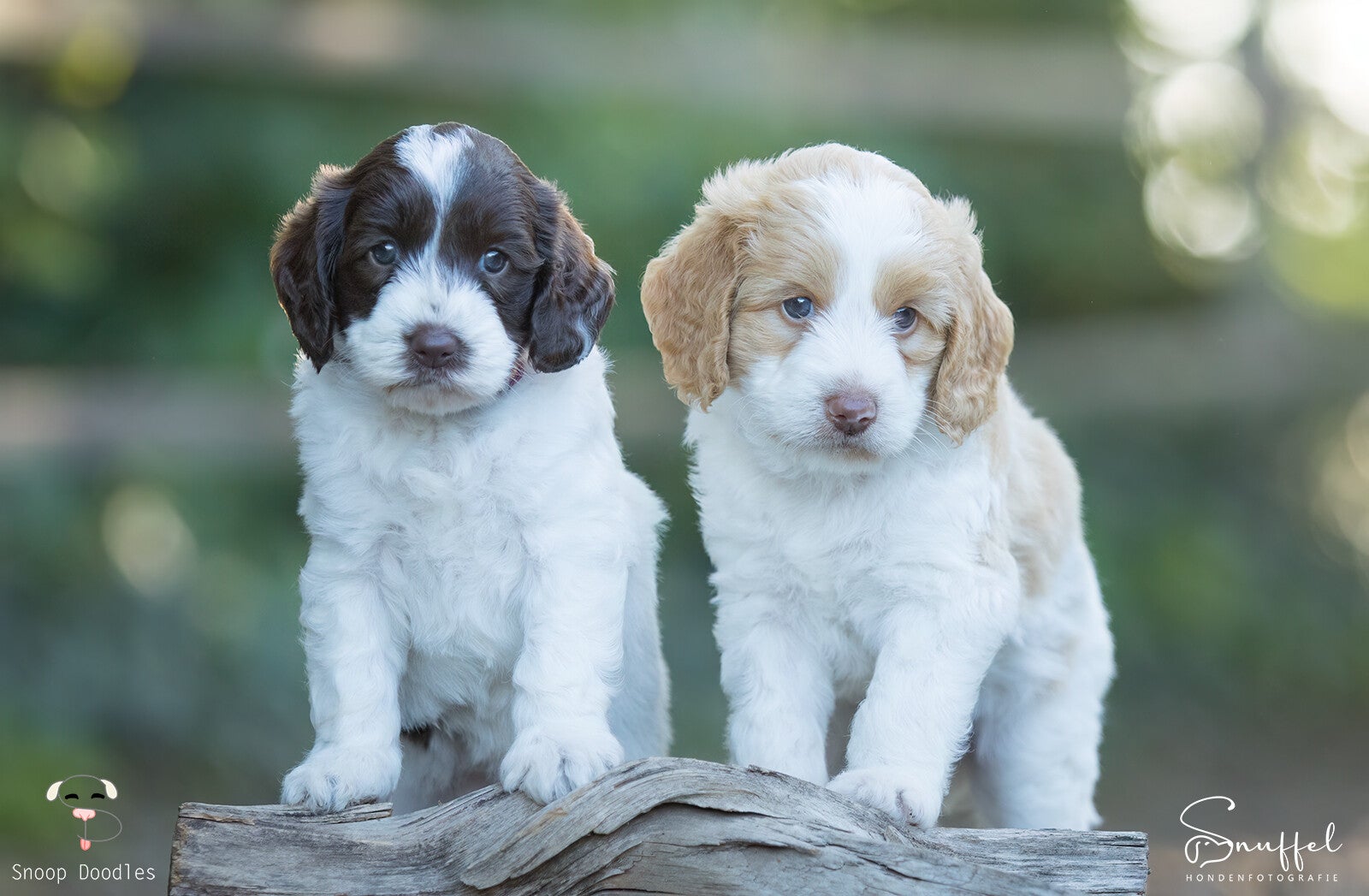 Australian Labradoodle pups België – Pupinfo | SnoopDoodles