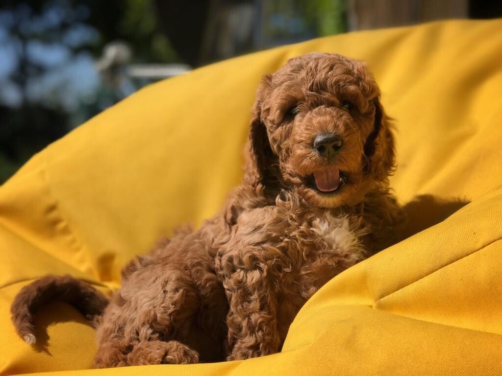 Puppy aanvragen | SnoopDoodles