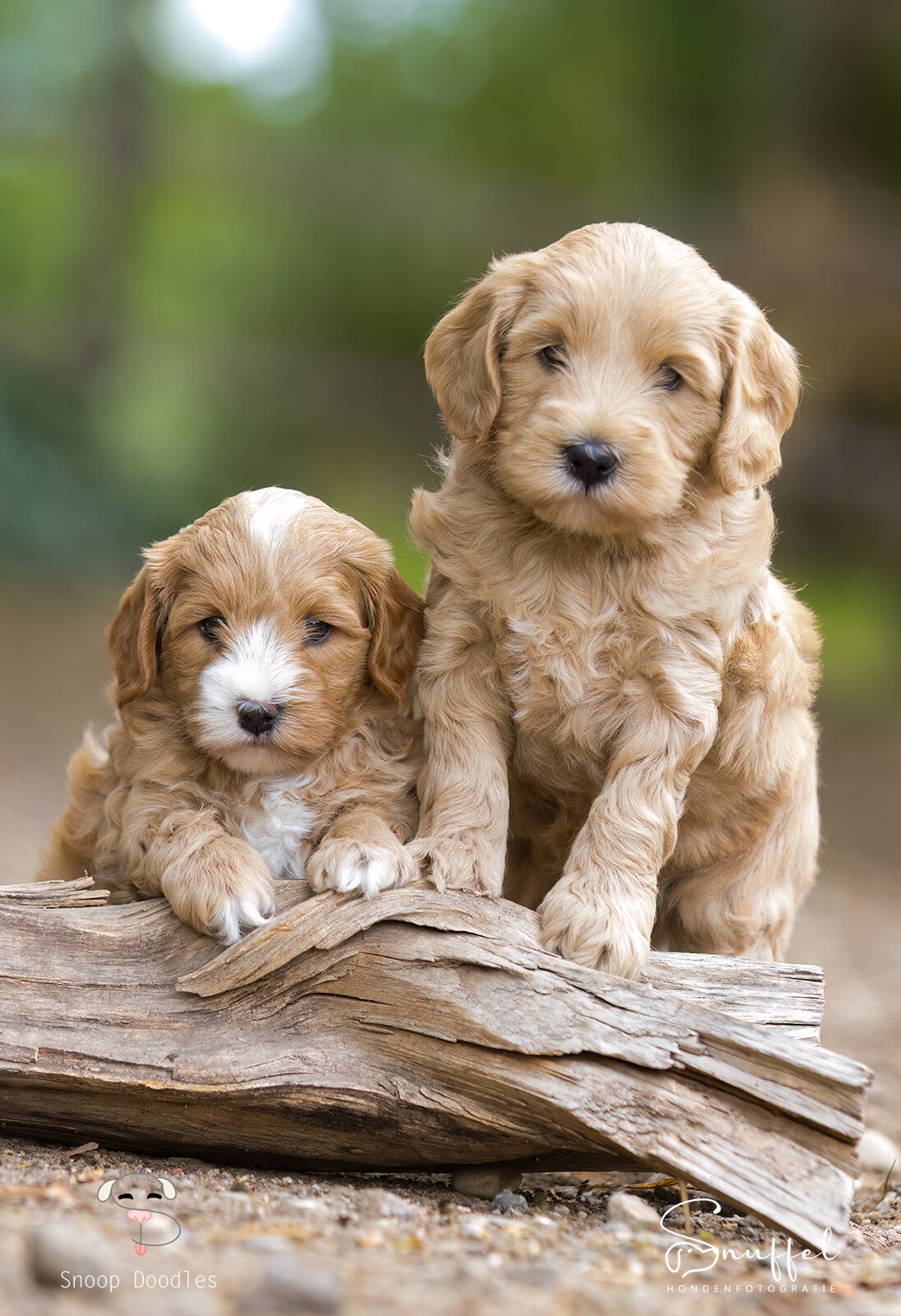 Australian Labradoodle pups België – Pupinfo | SnoopDoodles