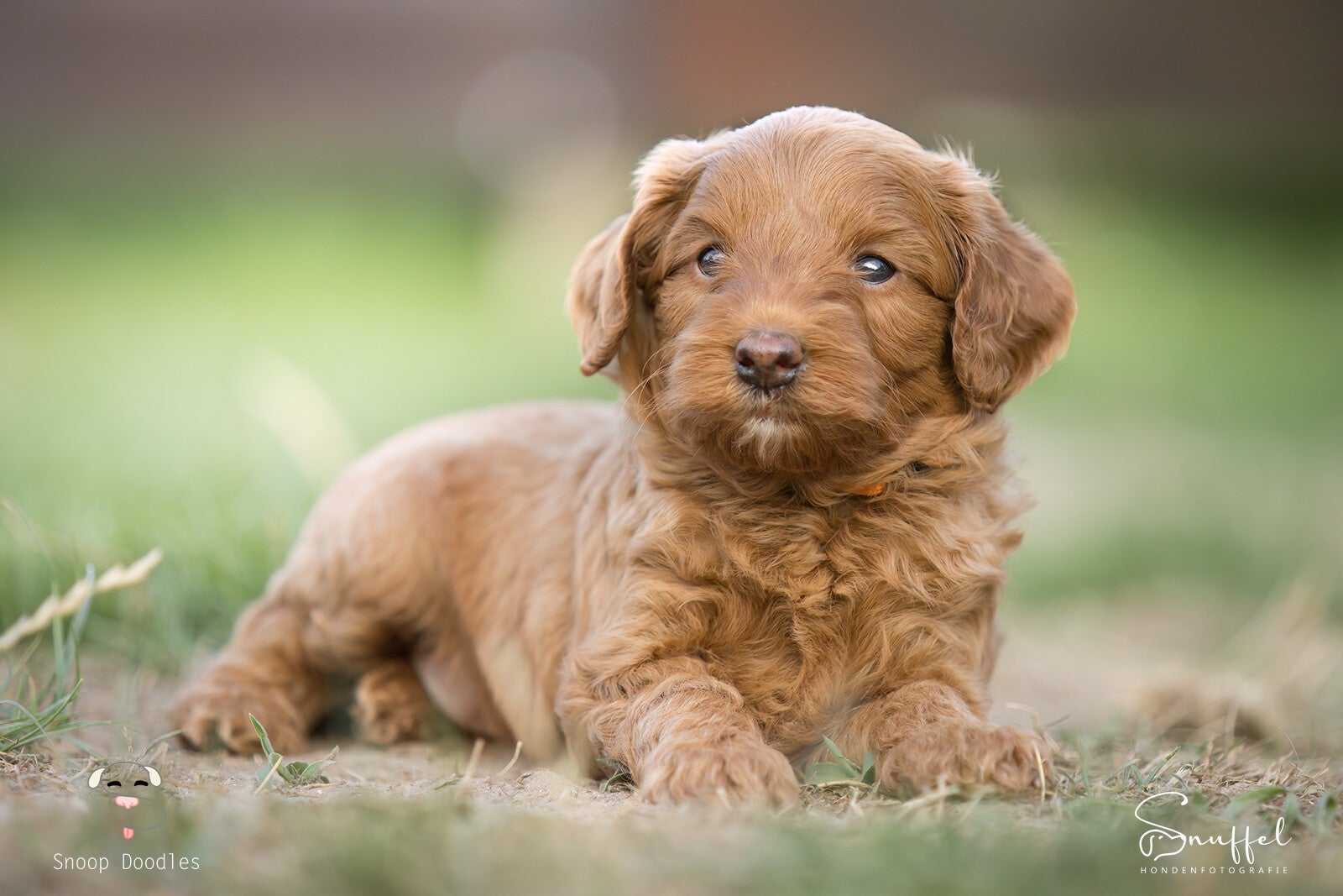 Pup informatie | SnoopDoodles