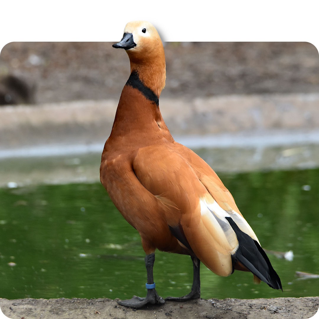 Rostgans | Fotodatenbank | TobisZoophotoark